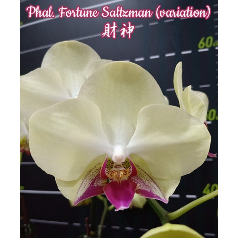 Орхидея Phal. Fortune Saltzman Montclair - купить, доставка Украина